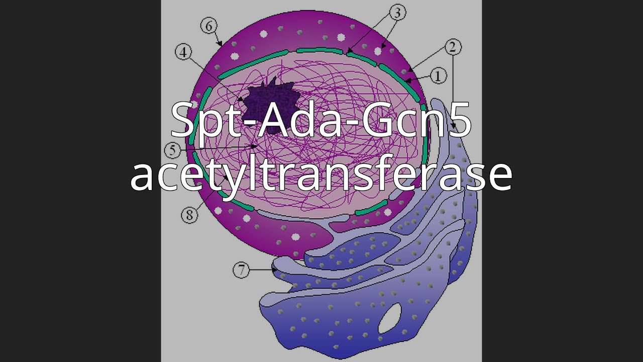 Spt-Ada-Gcn5 acetyltransferase - YouTube