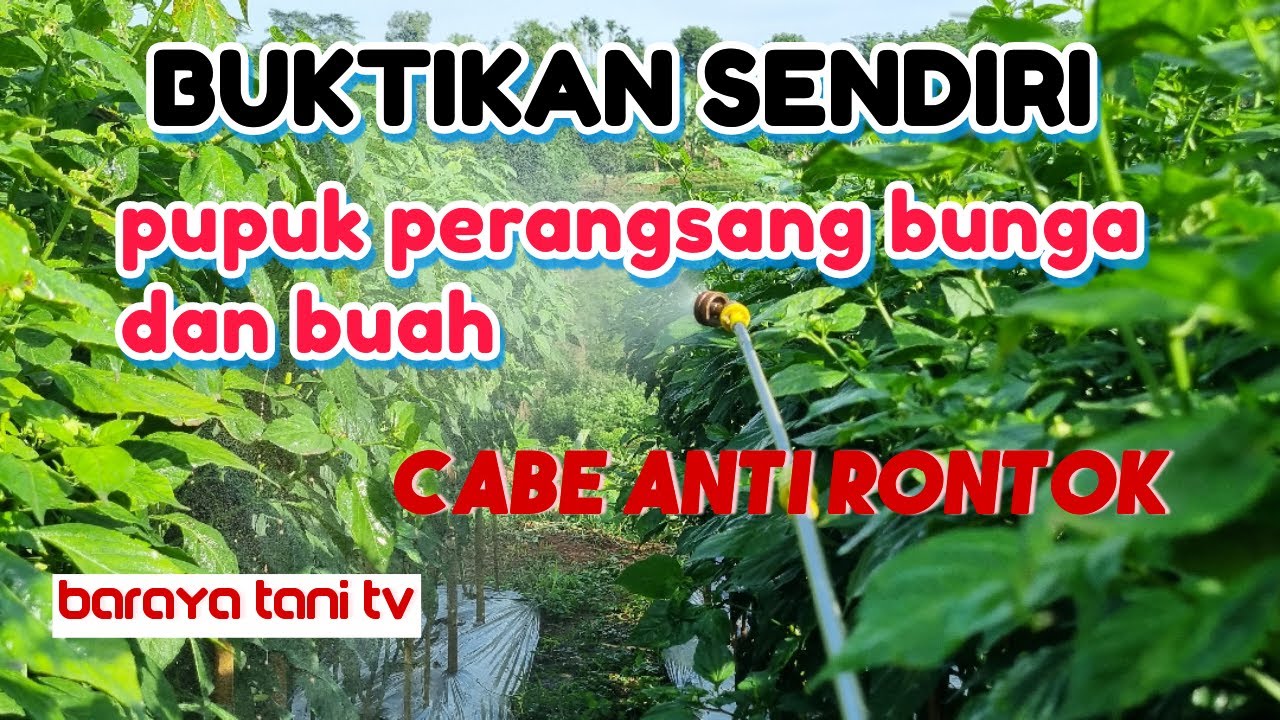 TERBUKTI DAHSAT || PUPUK PERANGSANG BUNGA DAN BUAH PADA TANAMAN CABE ...