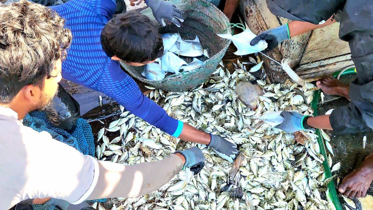 Just a few pomfret fish and nothing else - YouTube