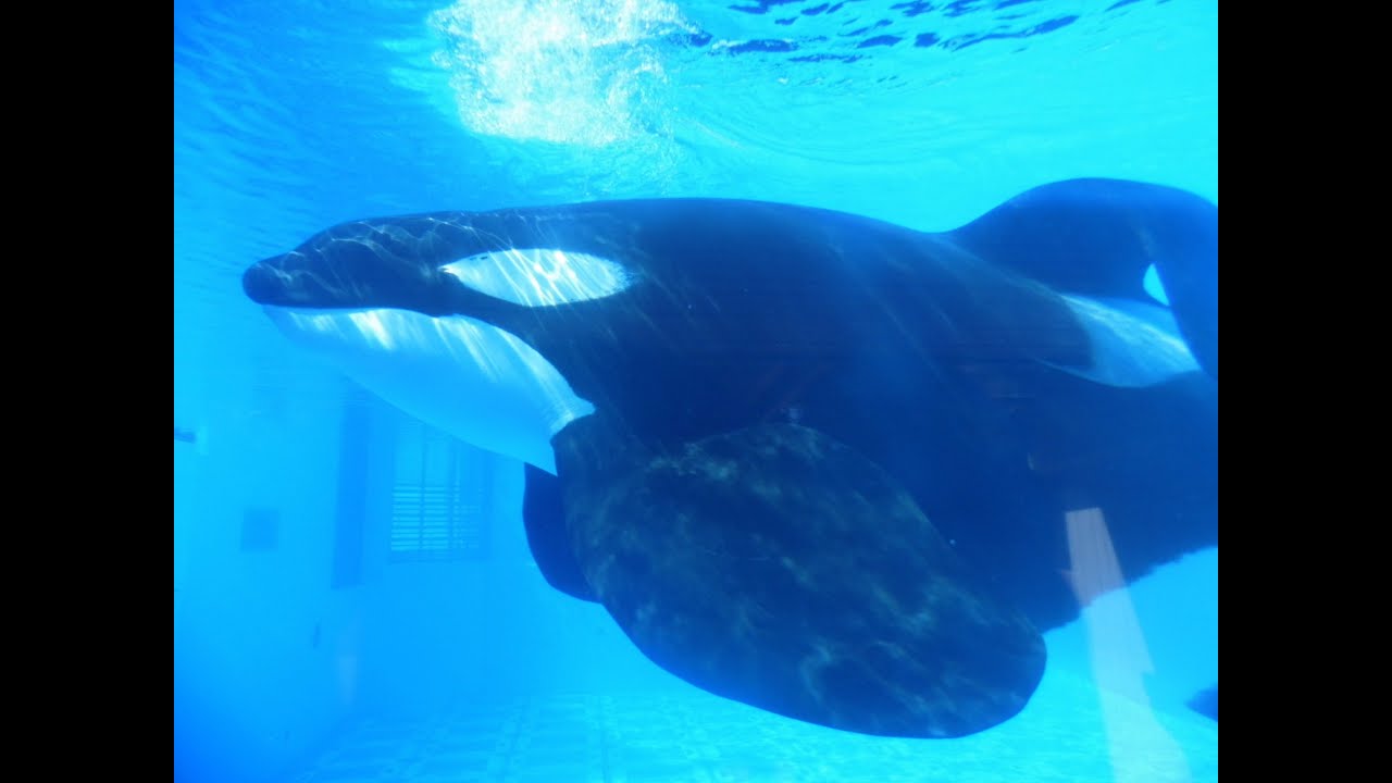 Tilikum and Trua at SeaWorld Orlando. - YouTube