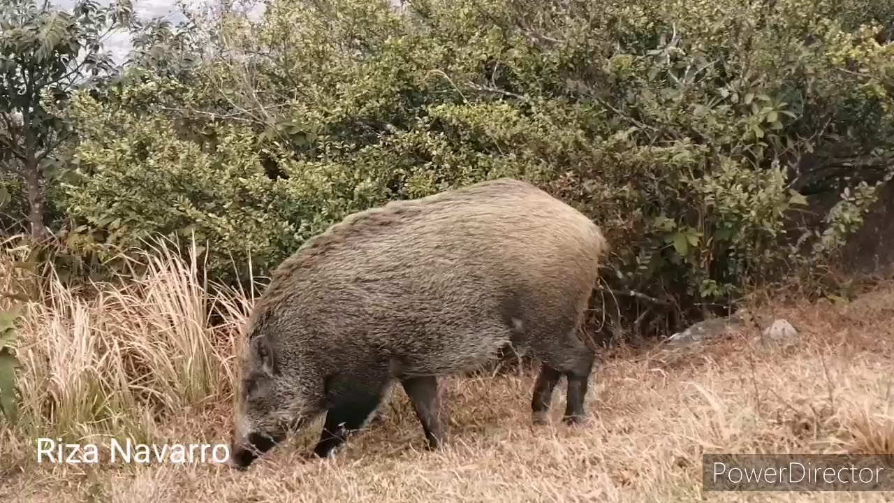 BUMULAGA YONG ISANG BABOY RAMO KALAGITNAAN NG HIKING NAMIN - YouTube