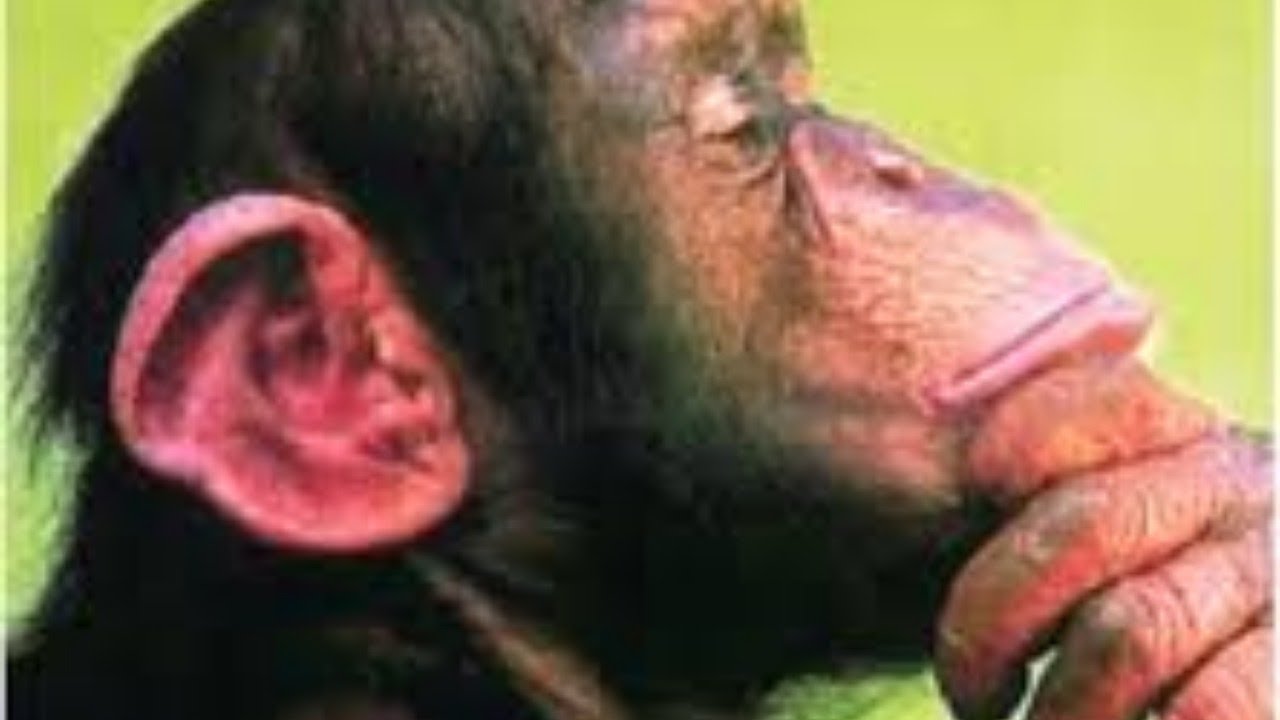 La economía del simio - YouTube