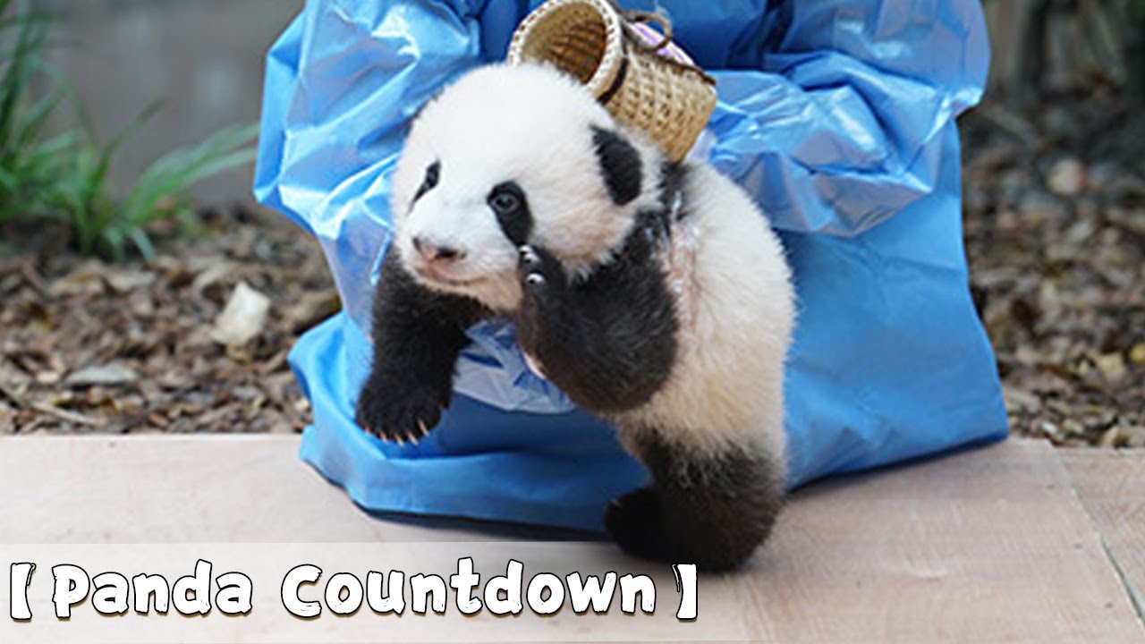【Panda Countdown】Ji Xiao Playing With The Fence | Baby Panda Crawling ...