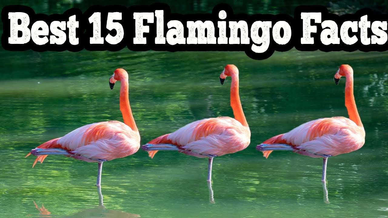 Best 15 Flamingo Facts | Different Types Of Flamingos | Glitter Animals ...