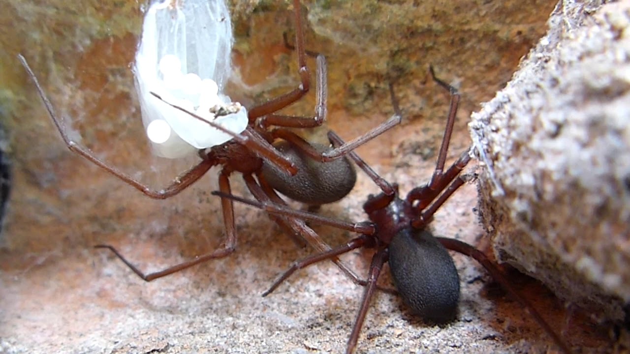 fauna brasileira sertaneja ARANHA MARROM animal selvagem aracnídeo ...