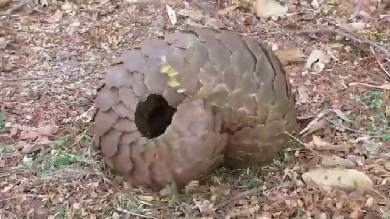 Pangolin Ball