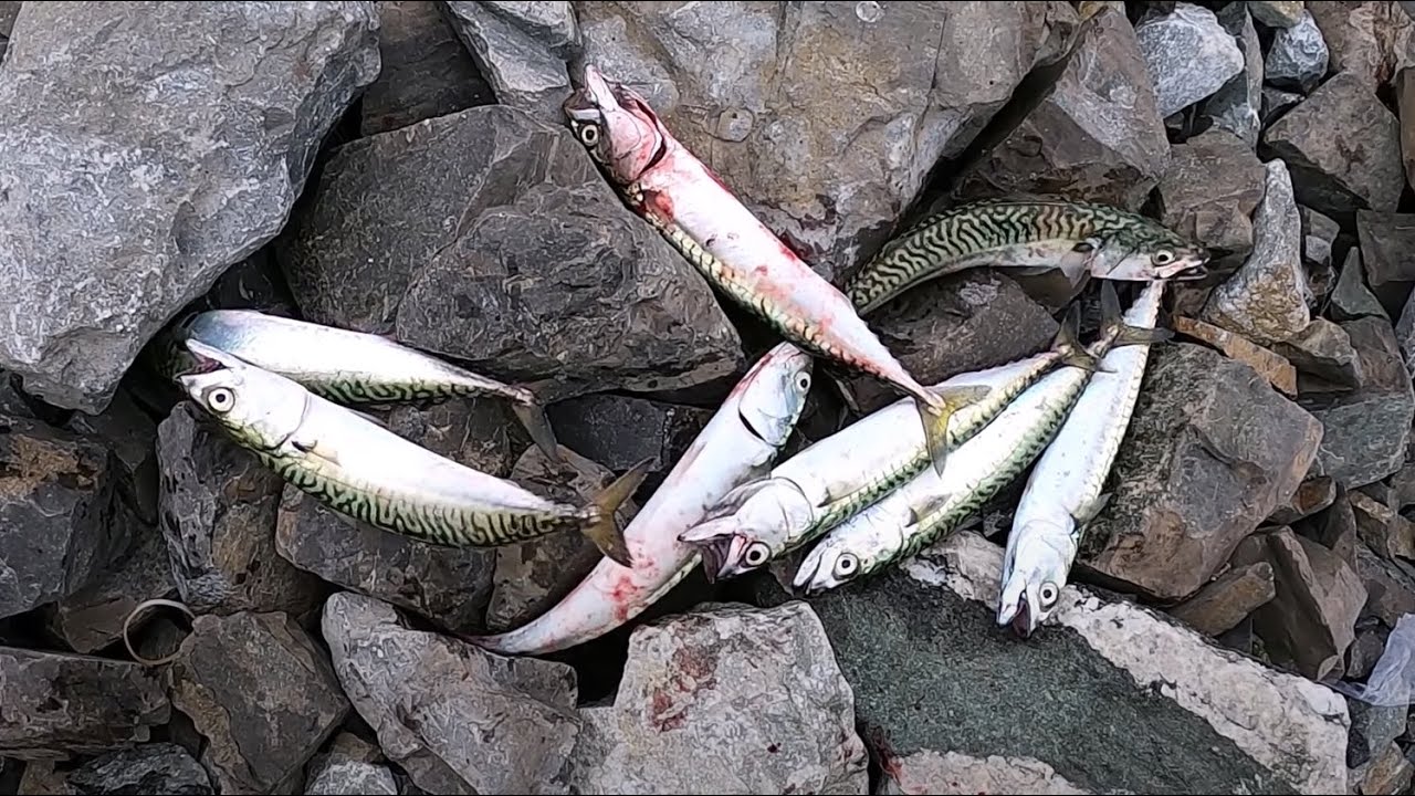 Fiske - Masse Makrell - Hekle - Oslo Norge / Crazy amounts of Mackerels ...