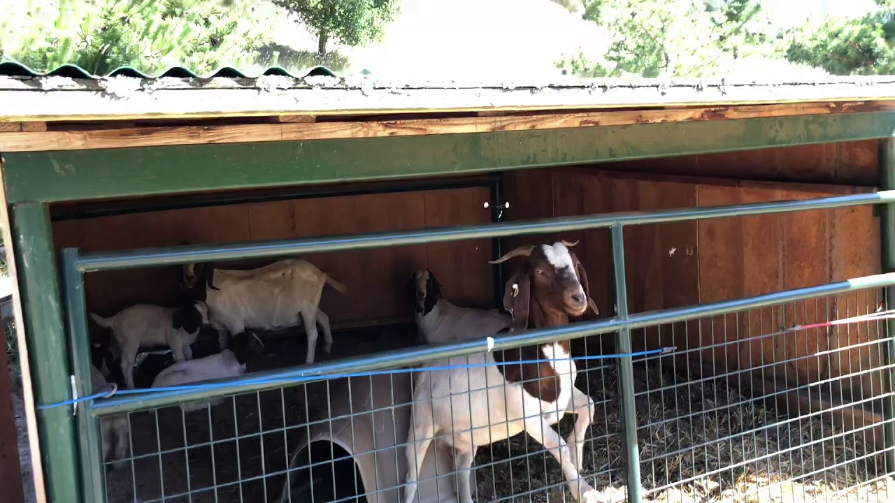 Just a goat saying “Hello” - YouTube