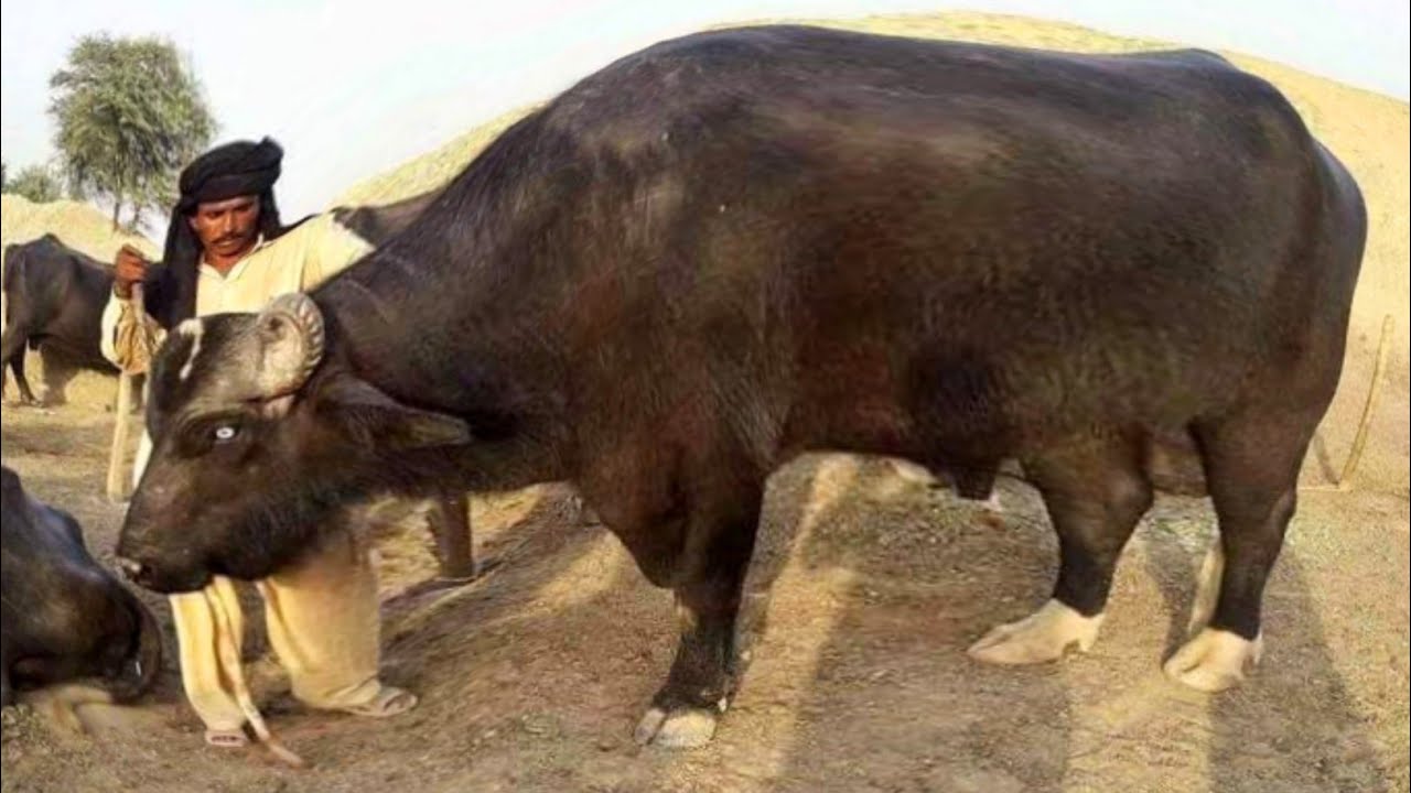 Pakistani Buffalo