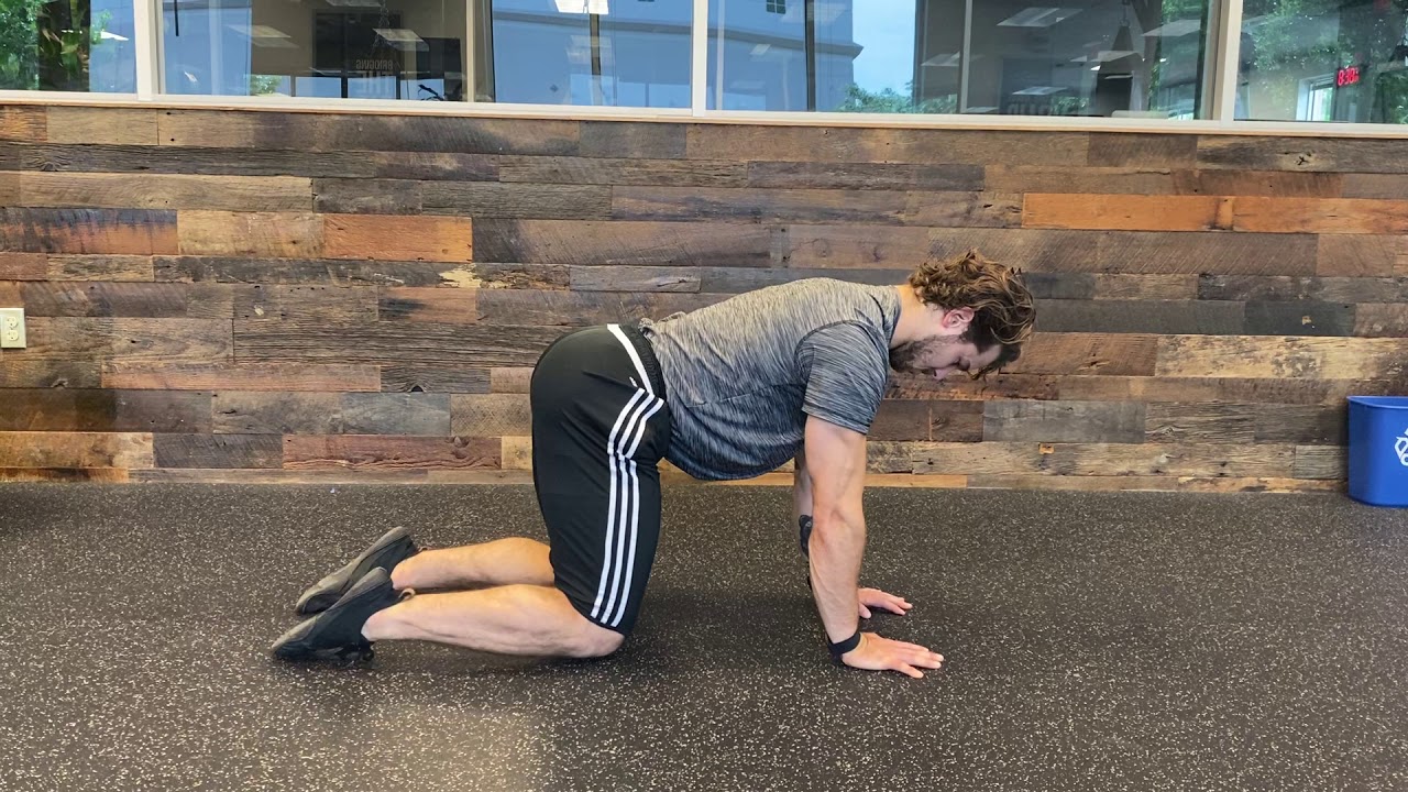 Quadruped Hip Extension Progression Youtube
