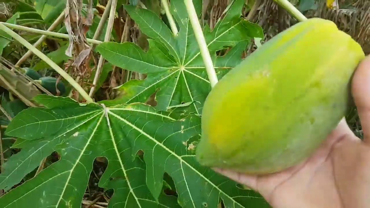 Guam Garden - YouTube