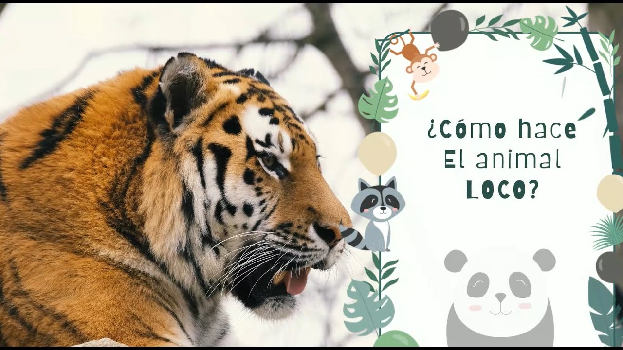 Canto Jocoso "Animal loco" - YouTube