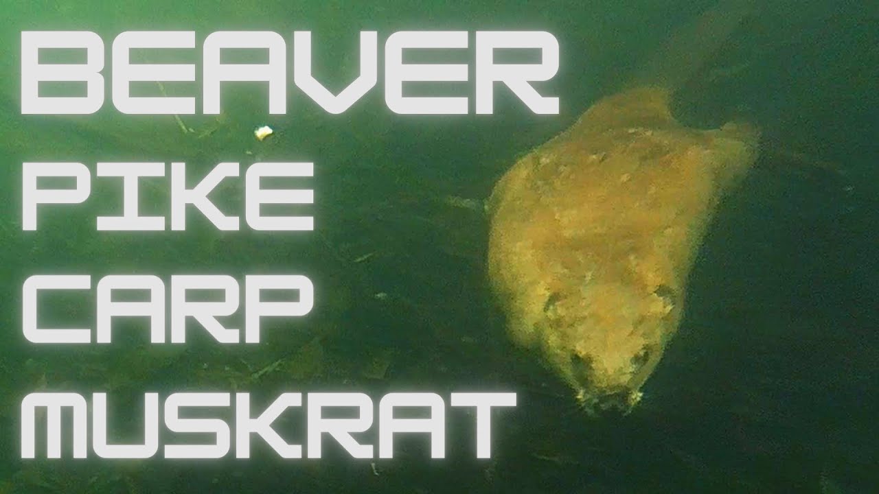 Swimming with Beaver, Northern Pike, Carp and a Muskrat. Provo River ...