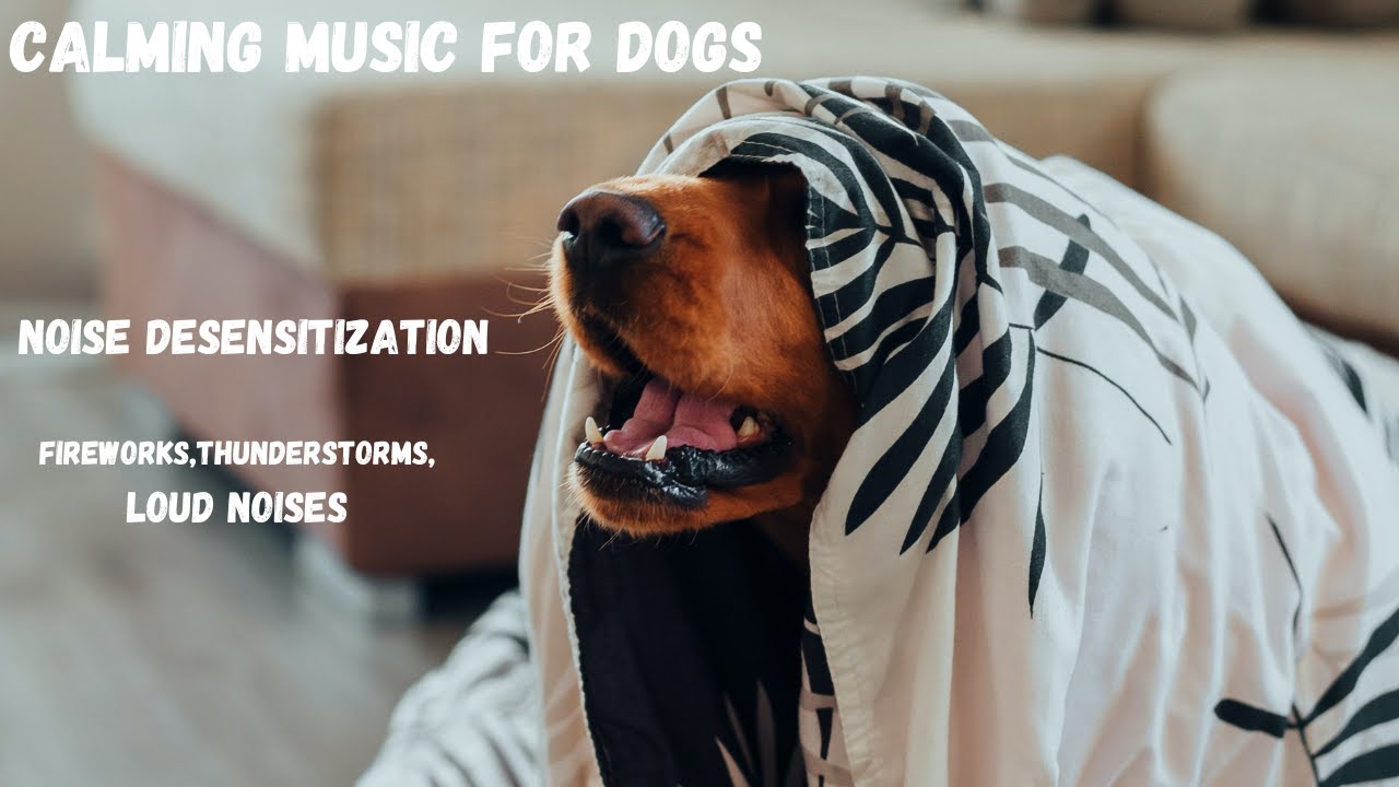 Calming Music For Dogs | Relief From Fireworks, Thunderstorm, Loud ...