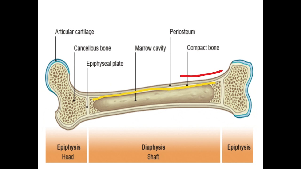 Human Skeleton System In Urdu Hindi Skeletal System Anatomy And