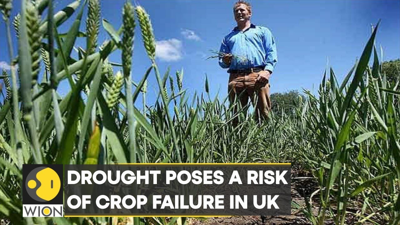The UK declares drought in parts of England; Drought poses a risk of ...