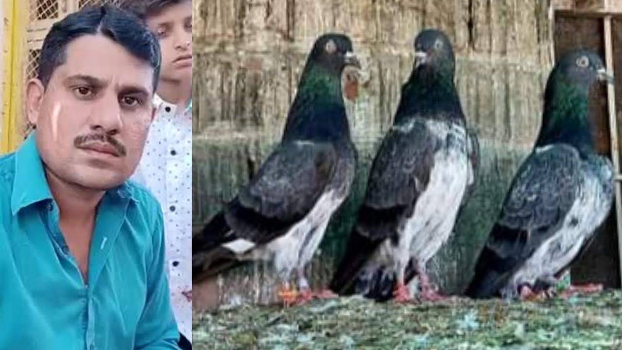 Ustad Papoo Kay breeder kabootar - YouTube