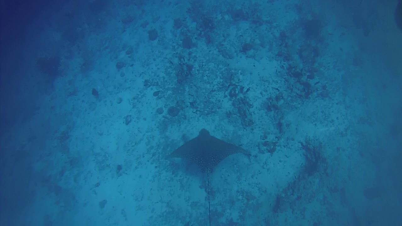 Ornate Eagle Ray in Lhaviyani Atoll, Maldives - YouTube