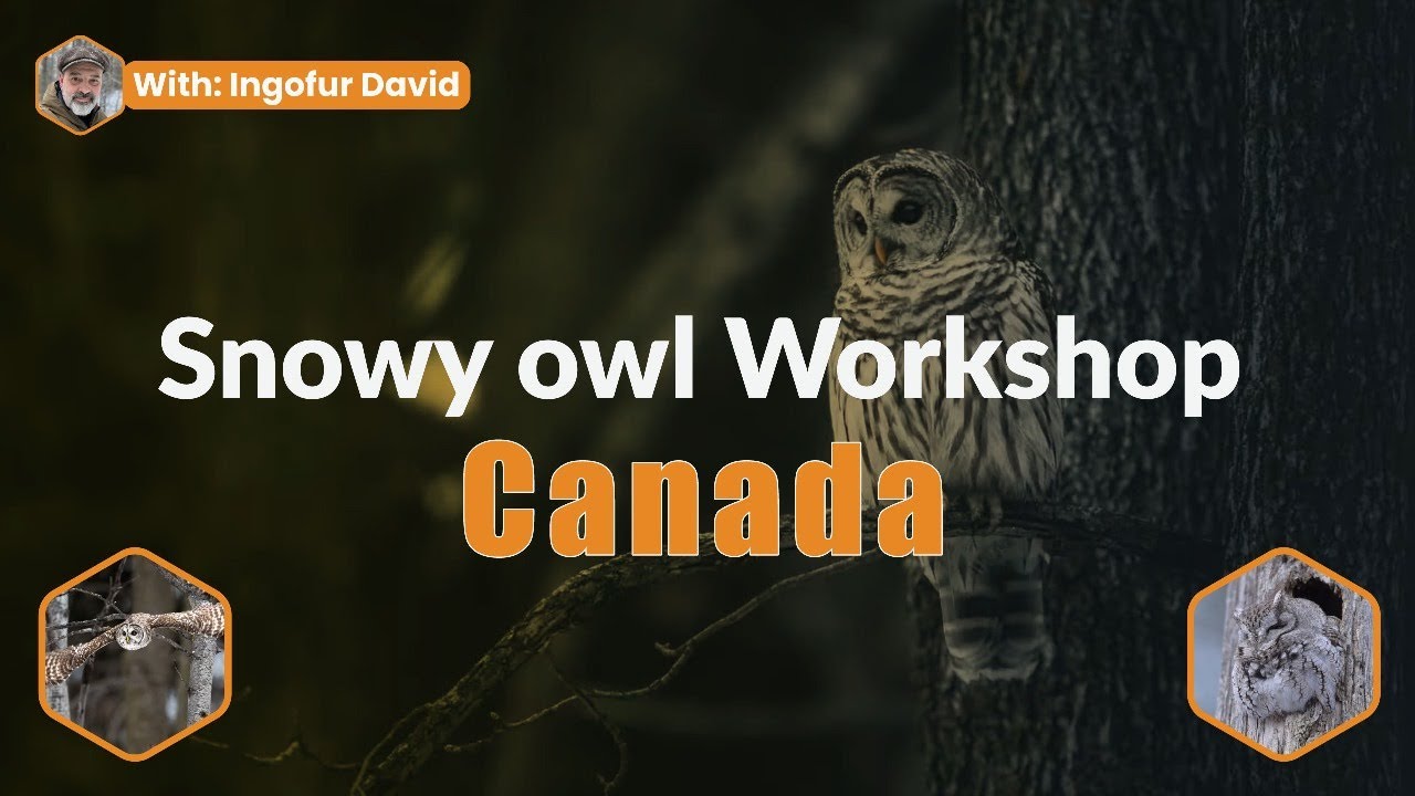 Snowy owl workshop Canada - YouTube