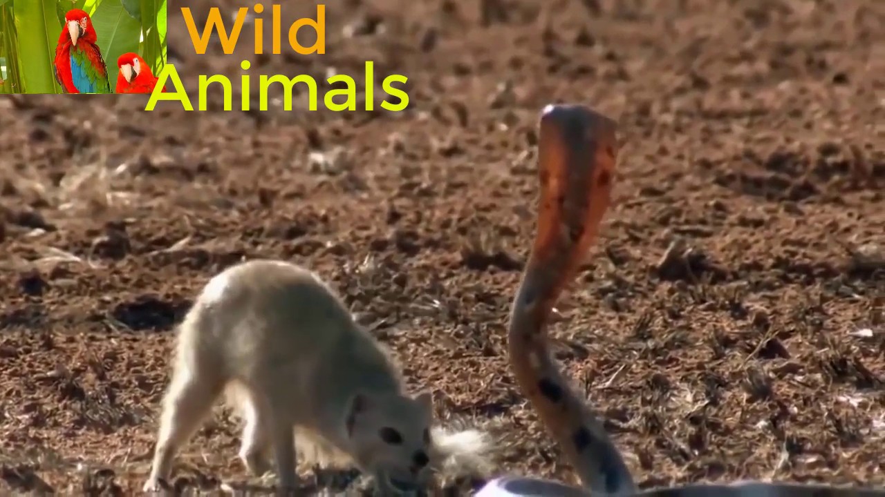 The Best Of Wild Animals Attacks 2019 - Most Amazing Moments - YouTube