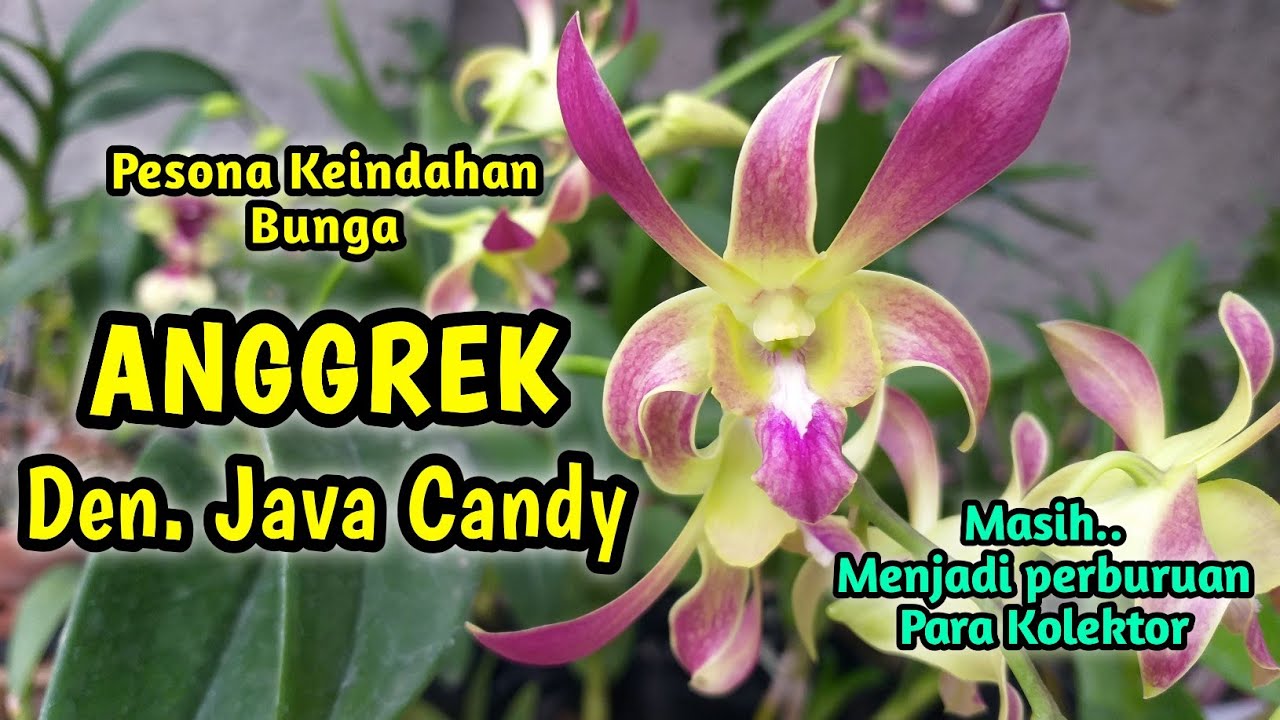 Anggrek Dendrobium Java Candy - YouTube