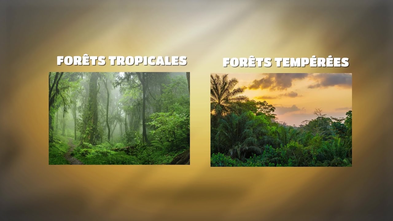 2 mn pour comprendre, la forêt tropicale - YouTube