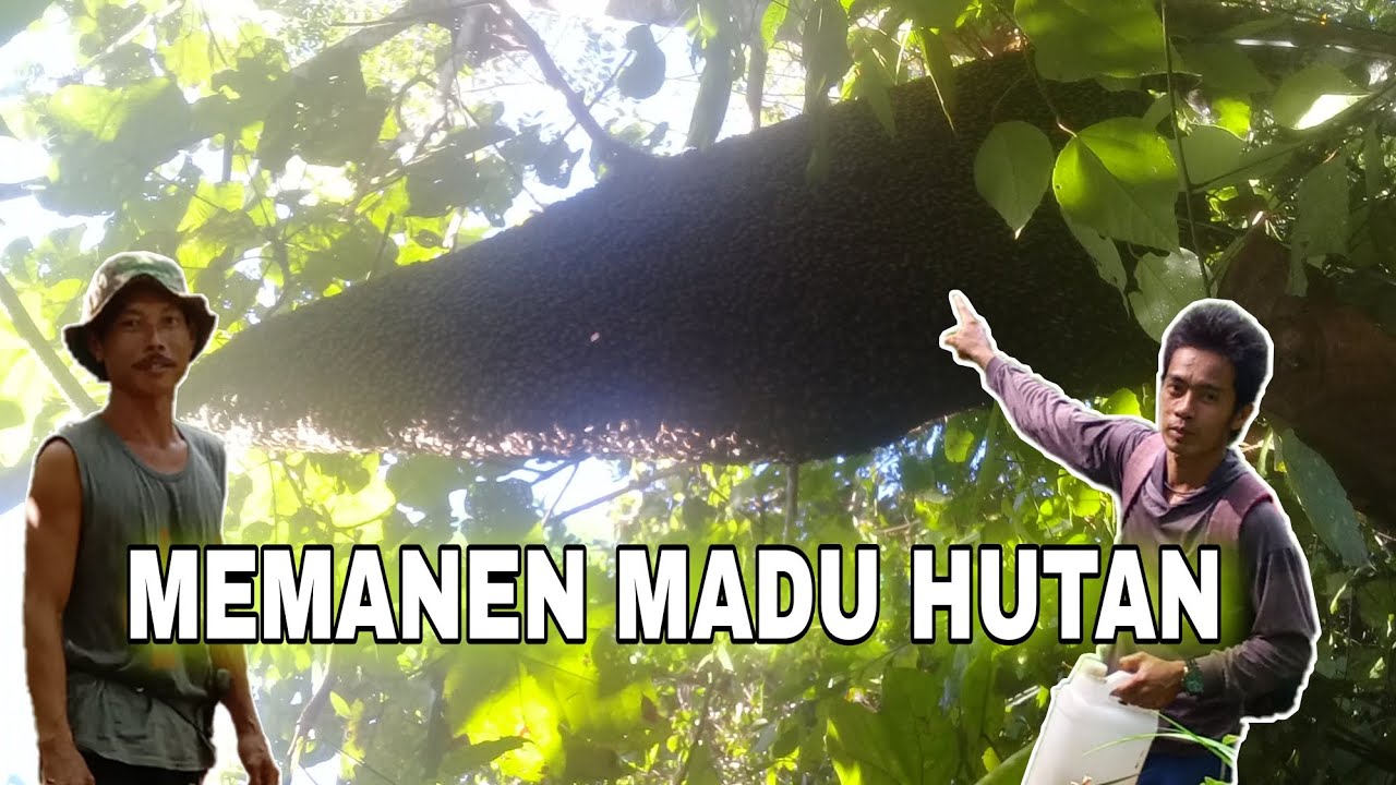 memanen madu hutan‼️ - YouTube
