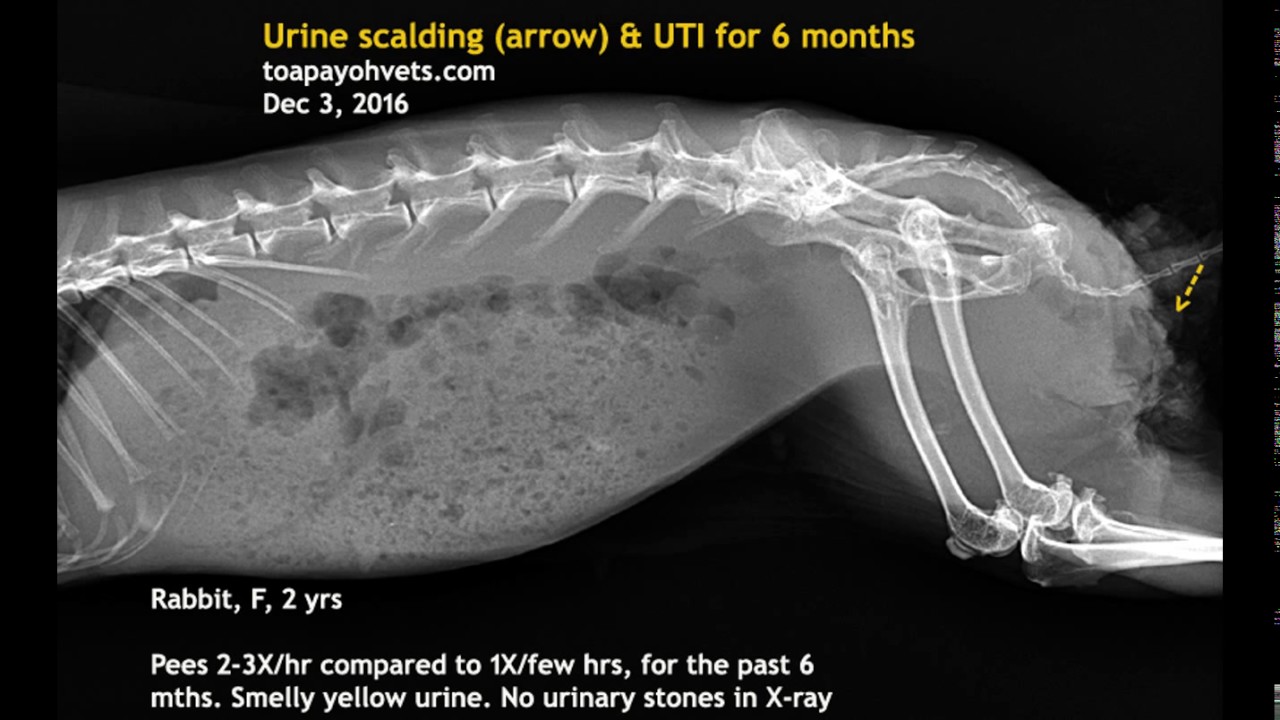 Final Video: Urine scalding - injury or over-grooming by a dominant ...