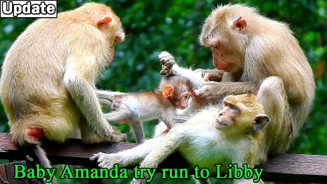 31-8-22 Mom help me! Baby Rainbow try run to Libby help her from ...