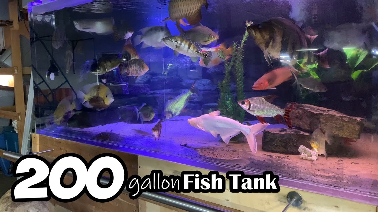 2000 Gallon Fish Tank - YouTube