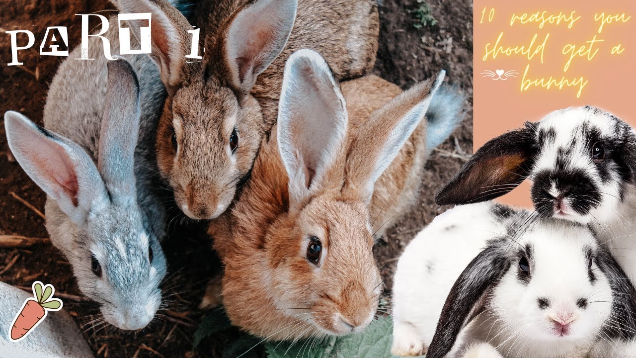 10 reasons why you should get a rabbit - YouTube