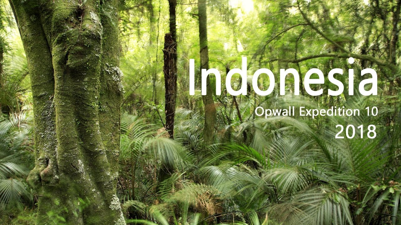 1 month in Indonesia: Operation Wallacea 2018 (put in 1080p HD) - YouTube
