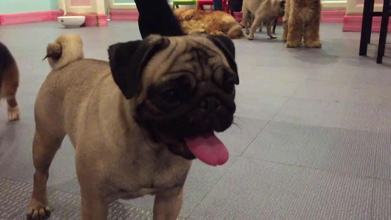 Cebu・Lovely Doggy Dog Cafe - YouTube