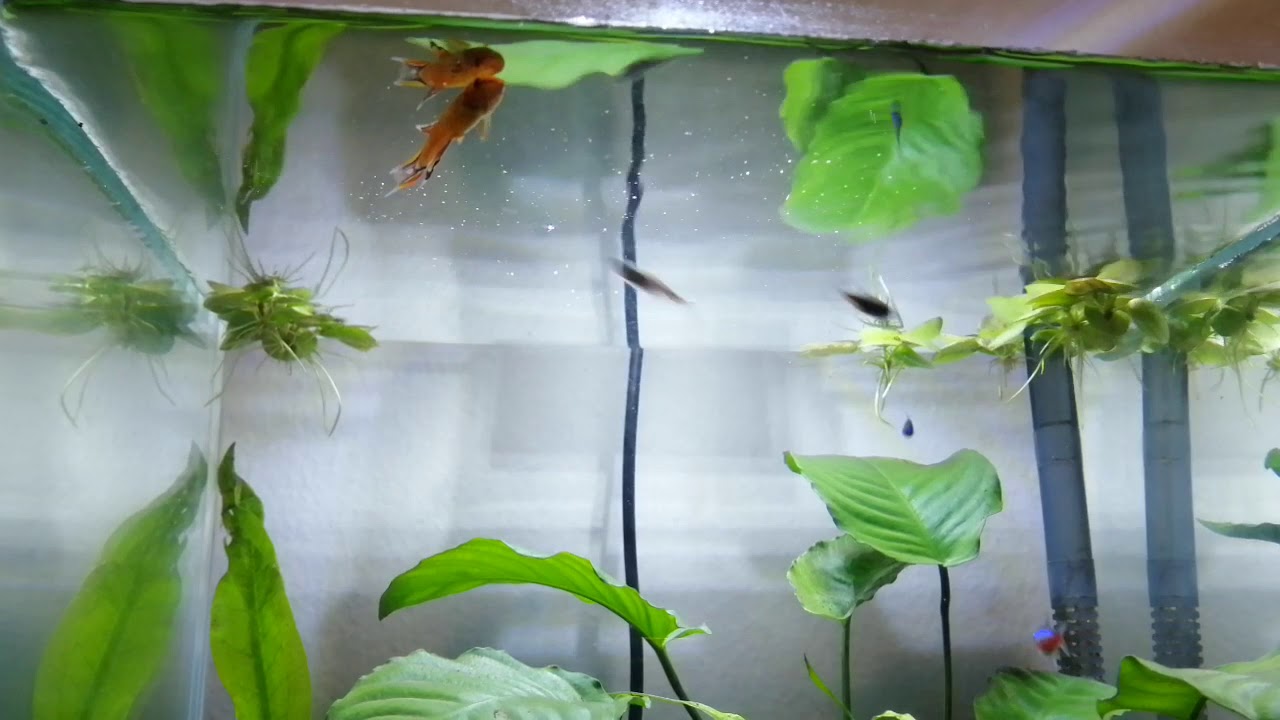 Feeding Time for Baby KilliFish - YouTube