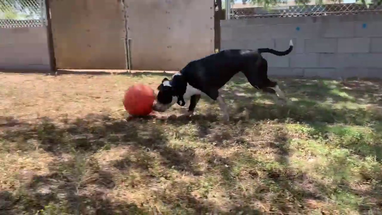 Go, Panda, Go - YouTube