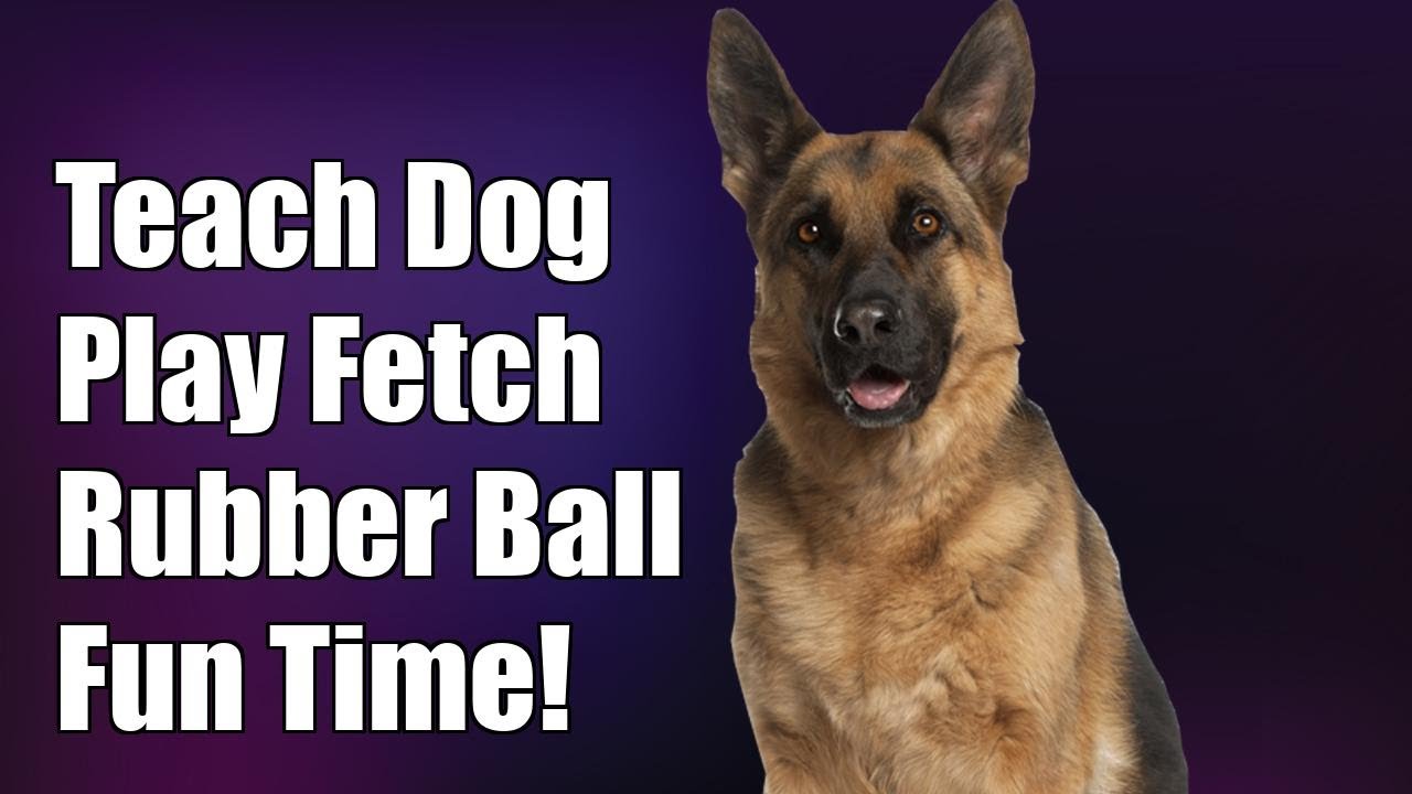 How can I teach my German Shepherd Dog to play with a rubber ball ...