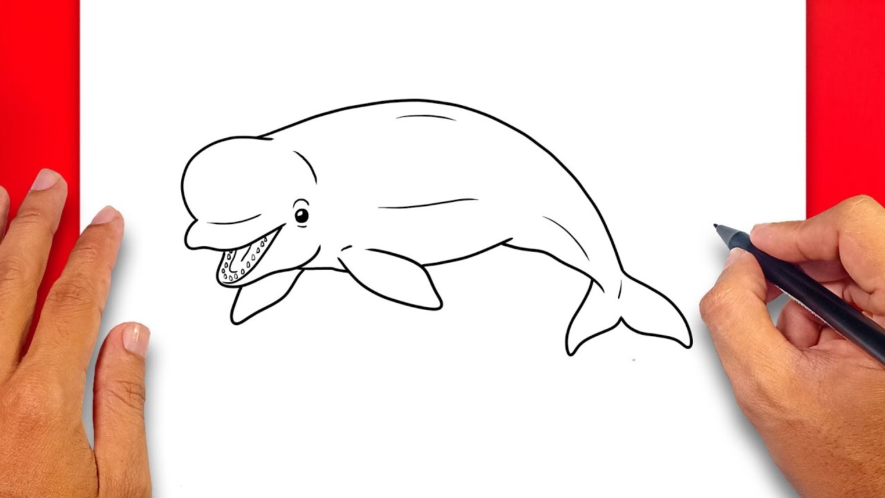 How to draw Beluga Whale - Whale Drawing Tutorial - YouTube