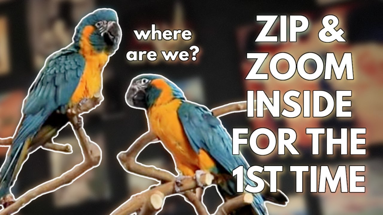 Zip & Zoom Day One Training! | Zip & Zoom Series Ep. 4 - YouTube