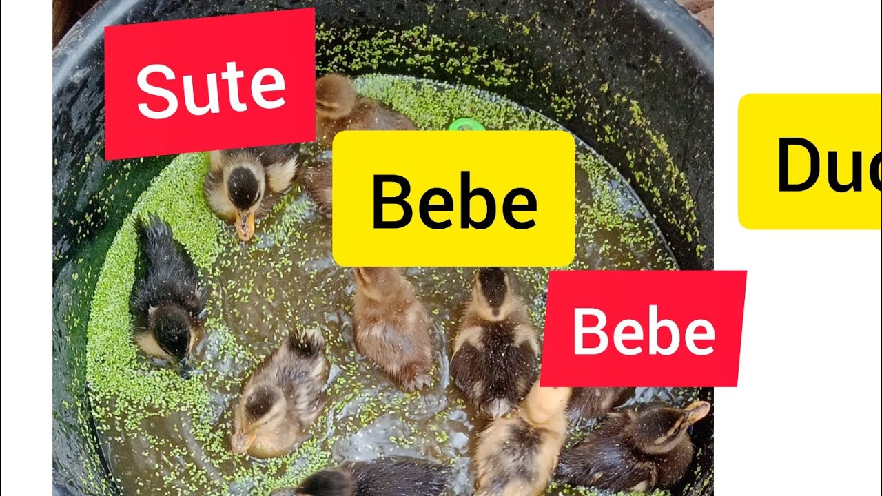 how to make duck - YouTube