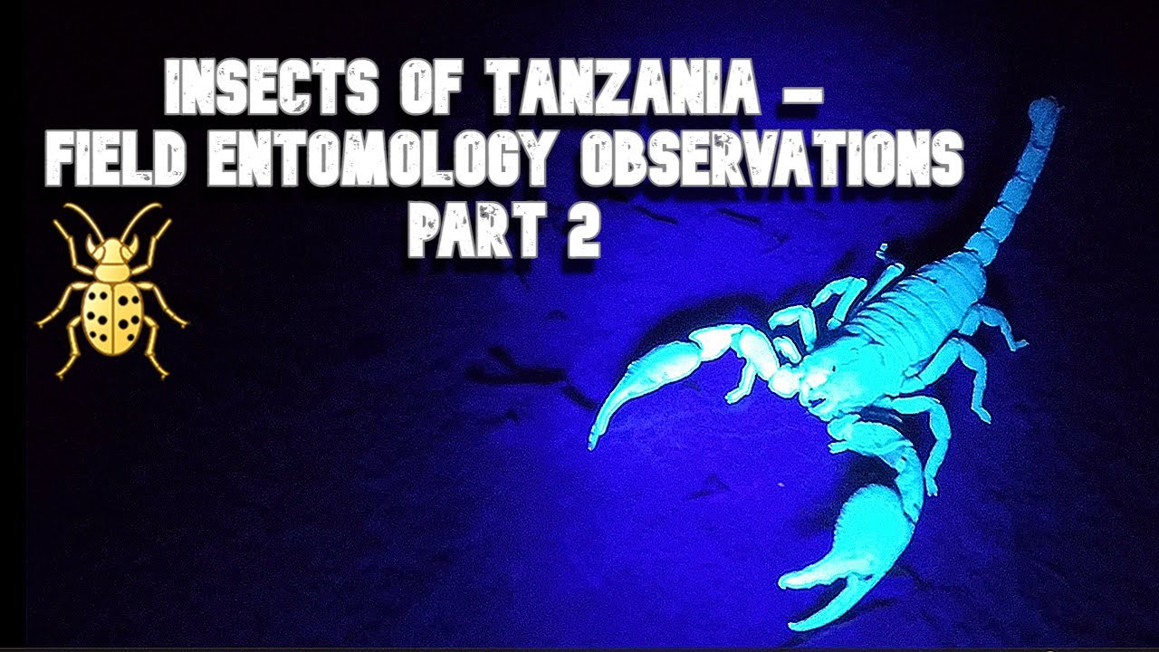 Insects of Tanzania – Field Entomology Observations part 2 - YouTube