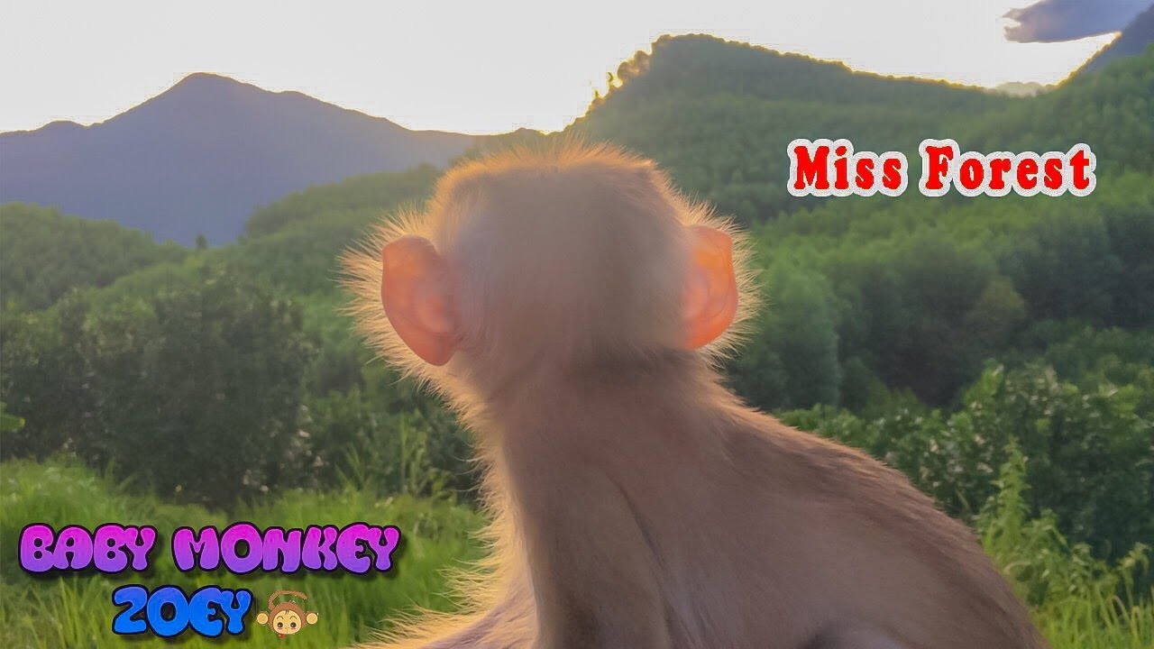 Baby monkey with dad watching the sunset - YouTube