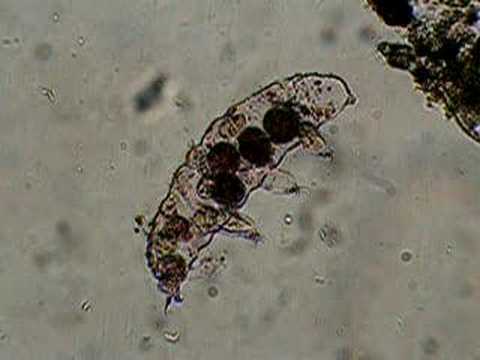 Water Bear Movie 5