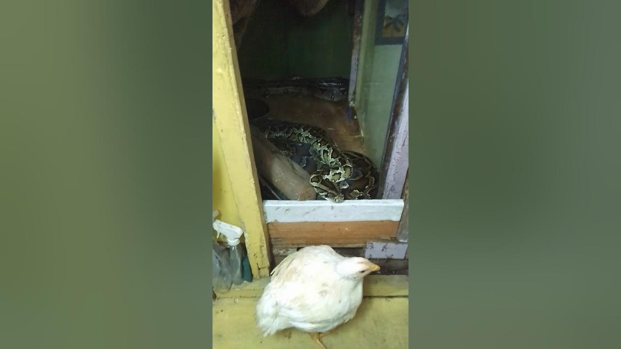 Feeding my burmese python with a 3.5 Kg chicken - YouTube