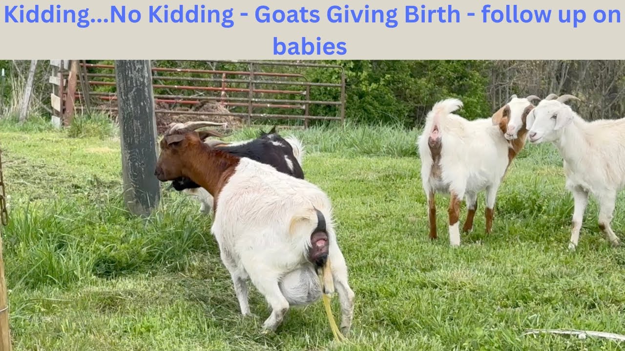 Kidding...No Kidding - Goat gives birth to babies - YouTube