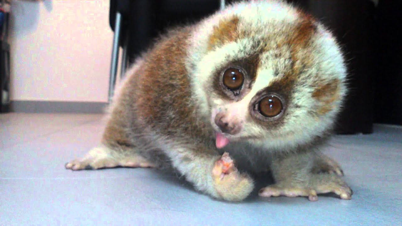 Slow Loris eat shrimp(full version) - YouTube