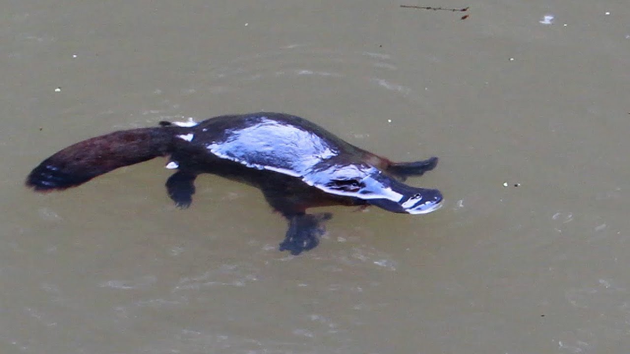 Platypus - an evolution oddity - YouTube