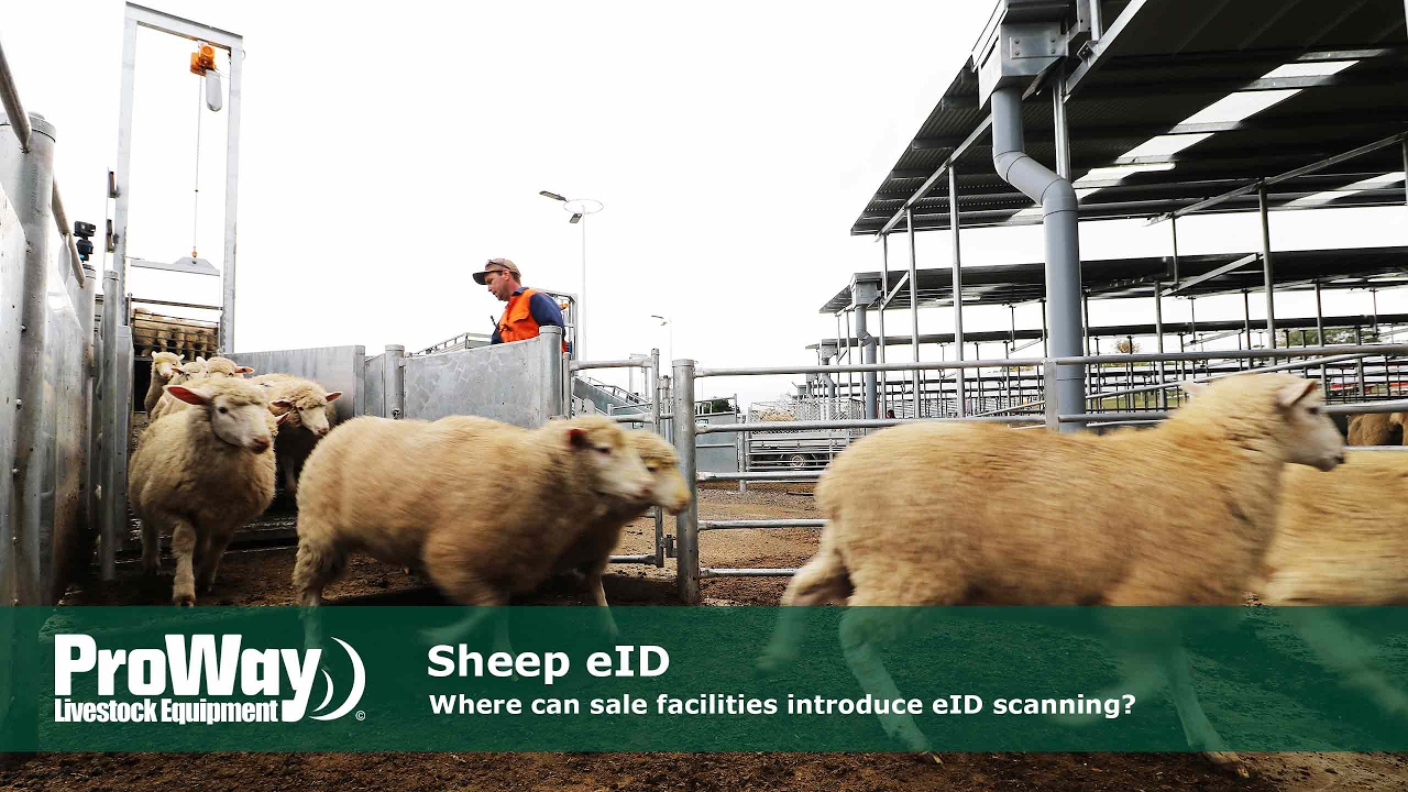 Sheep eID - Where can sale facilties introduce eID scanning? - YouTube