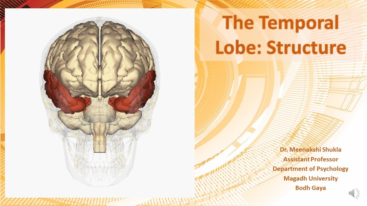 The Temporal Lobe: Structure शंखपालि की संरचना - YouTube