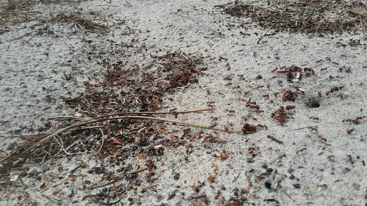 Red Ant Nuptial Flight - YouTube