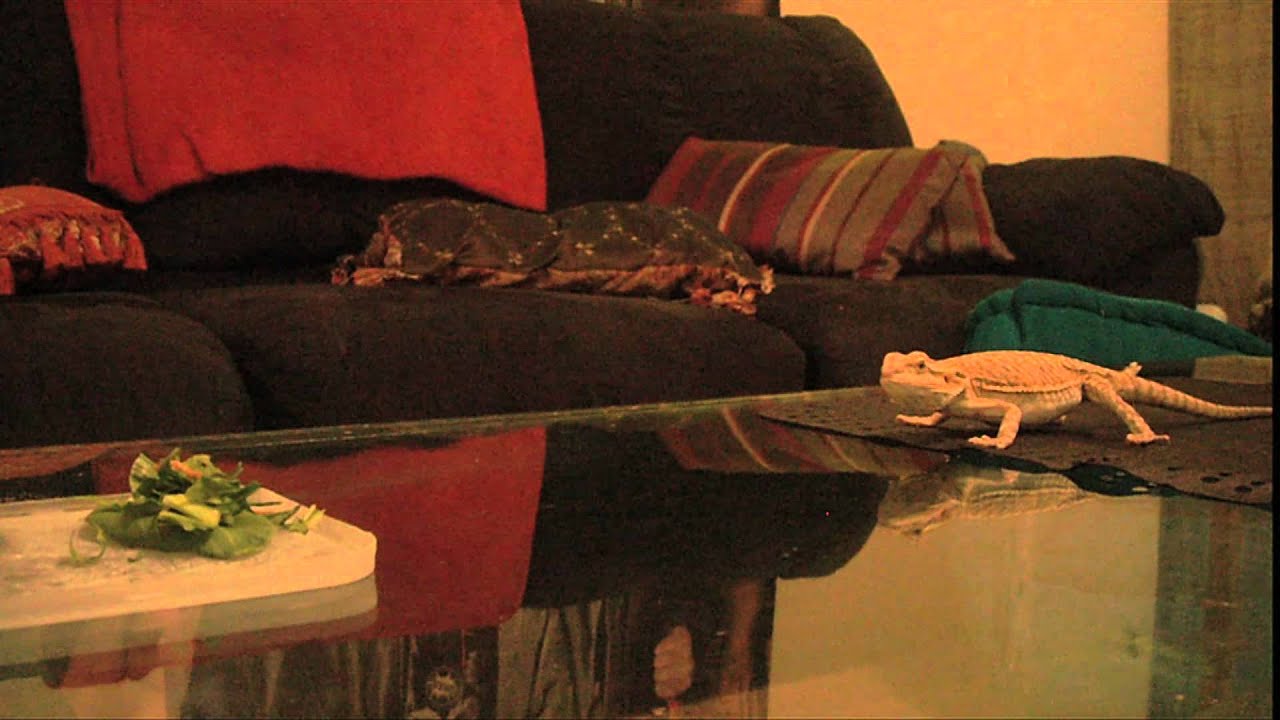 Visual Cliff Experiment with Baby Beardie Gonzo - YouTube